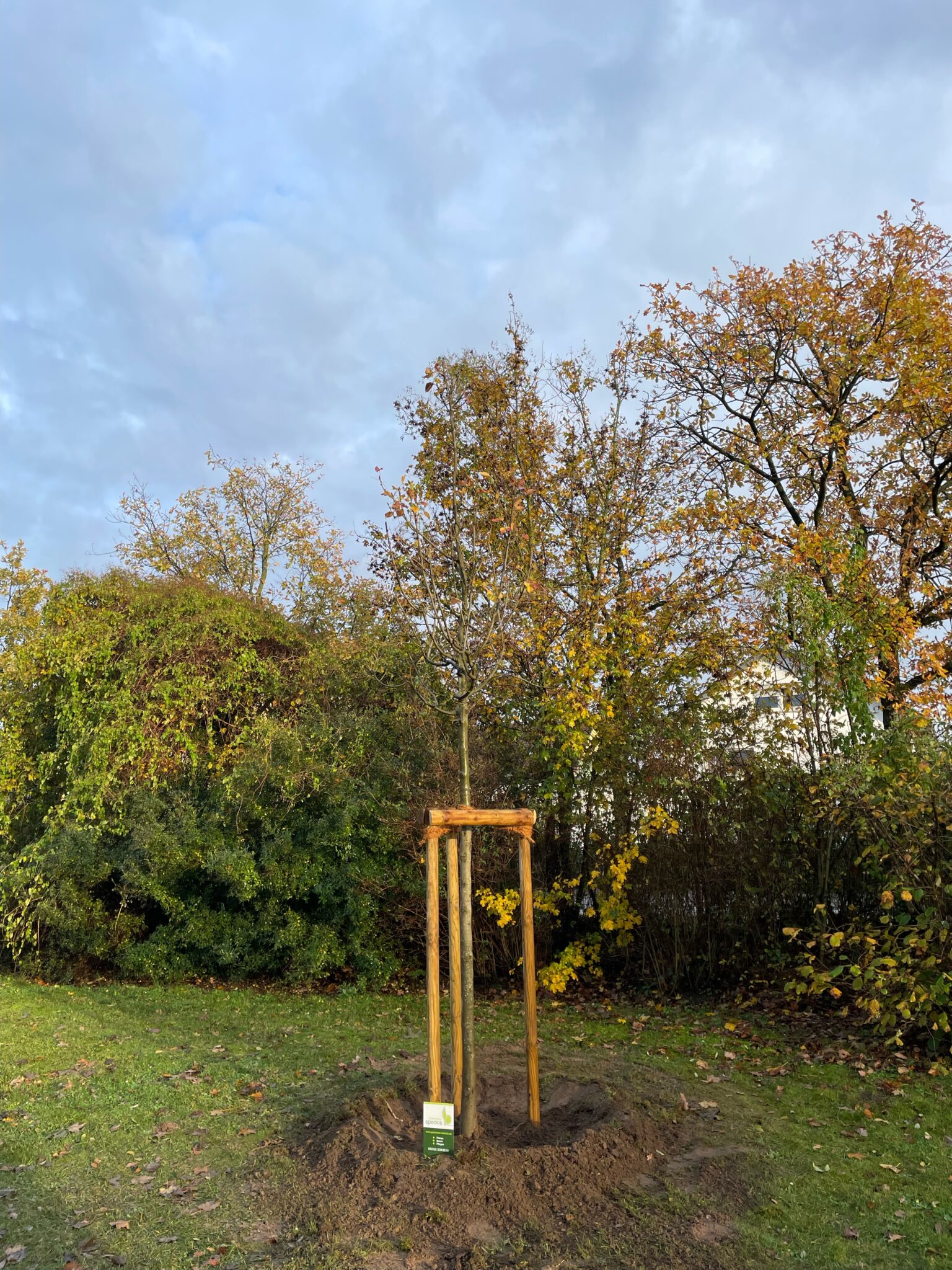 Grüne spenden BUGA-Baum für den Gartenschaupark | Grüne Hockenheim